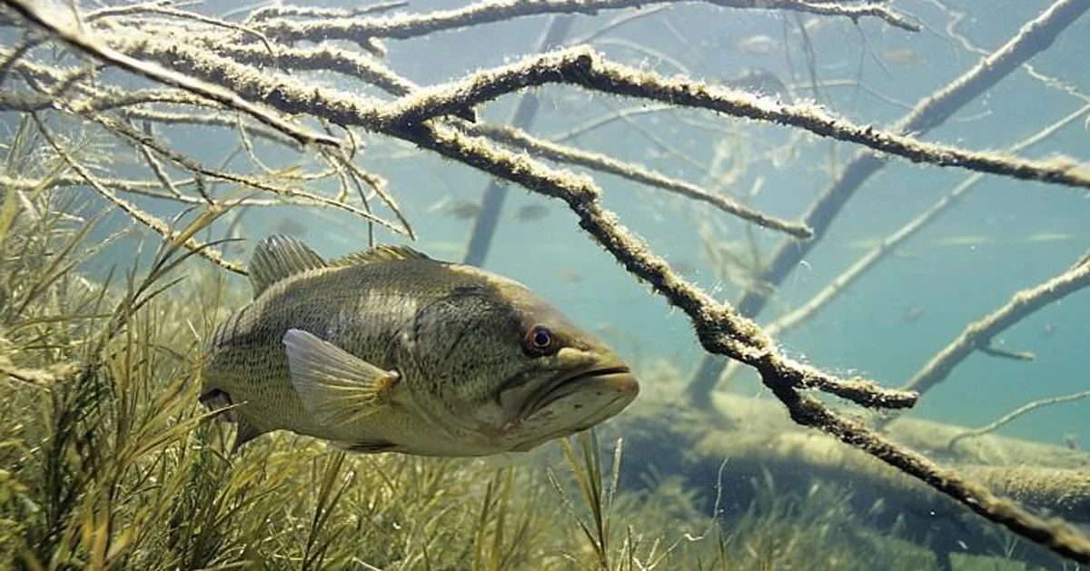 Mastering Drop Shot Fishing: A Game-Changer for Bass Anglers | The Bass ...